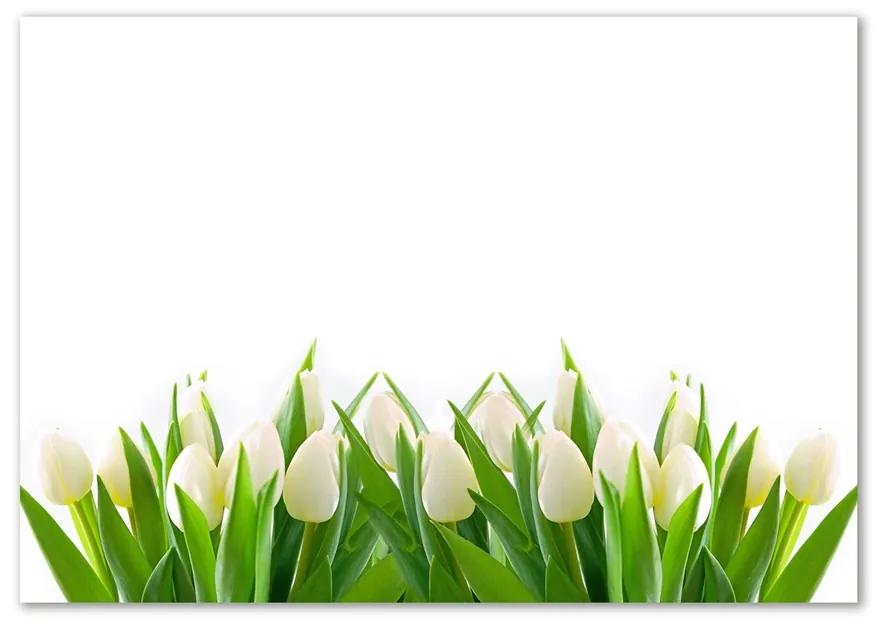 Wallmuralia Foto obraz akrylový Bílé tulipány 100x70