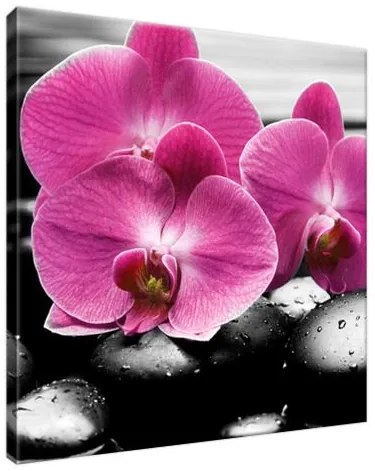 Tištěný obraz Krásná orchidej mezi kameny 30x30cm 1380A_1AI