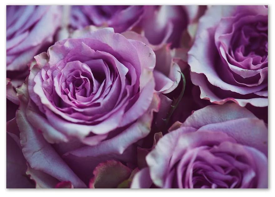 Wallmuralia Foto obraz akrylový do obýváku Fialové růže 100x70