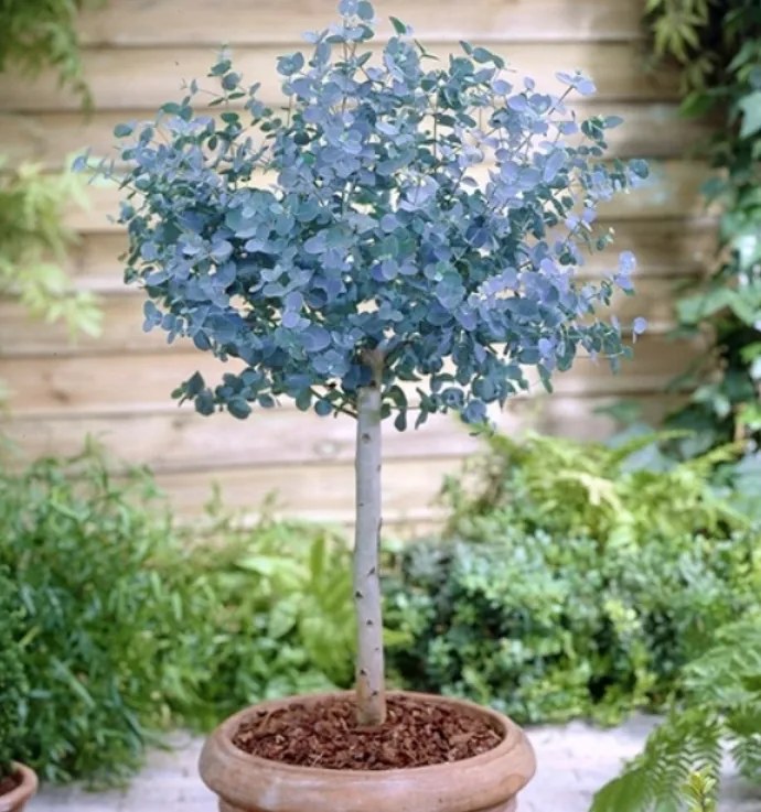 Eukalyptus gunnii 'Azura' 90 cm - Blahovičník