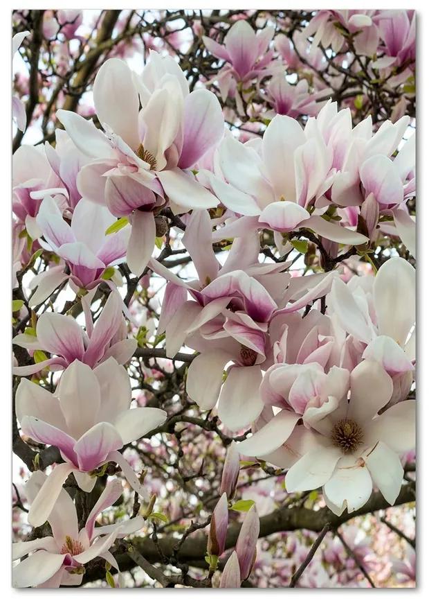 Wallmuralia Fotoobraz na skle Květy magnolie 70x100 cm