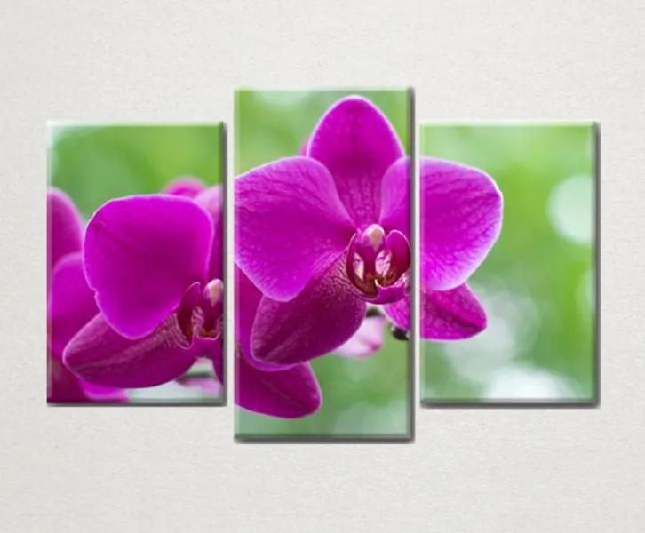 3-dílný obraz - Fialová orchidea 2