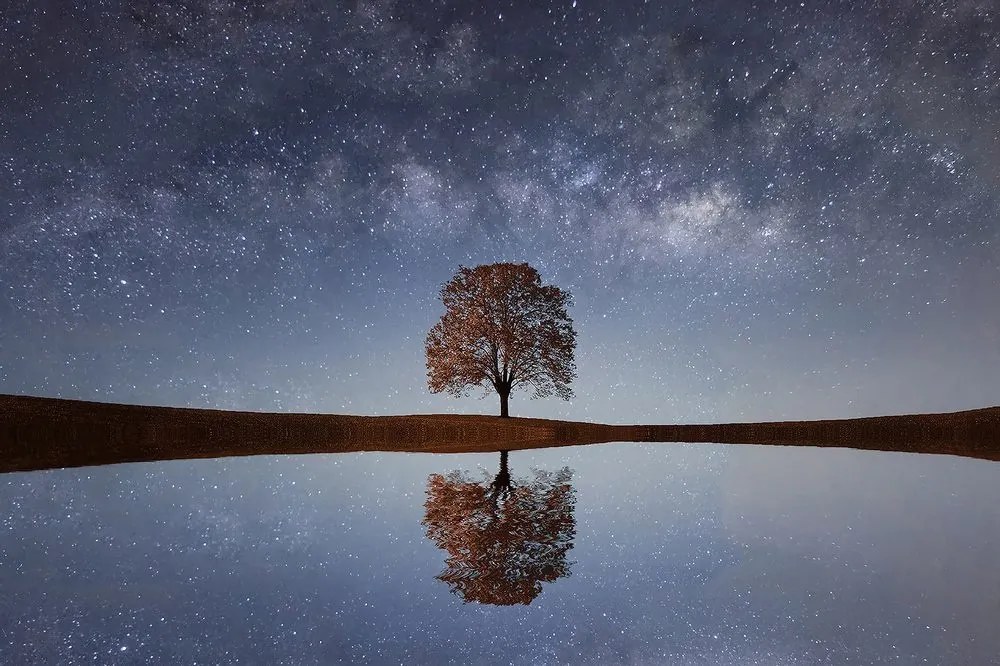 Fototapeta hvězdná obloha nad osamělým stromem - 225x150 cm