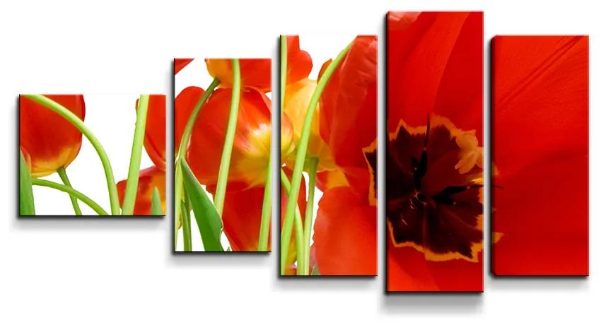 Sablio Obraz - 5-dílný Tulipány - 100x60 cm