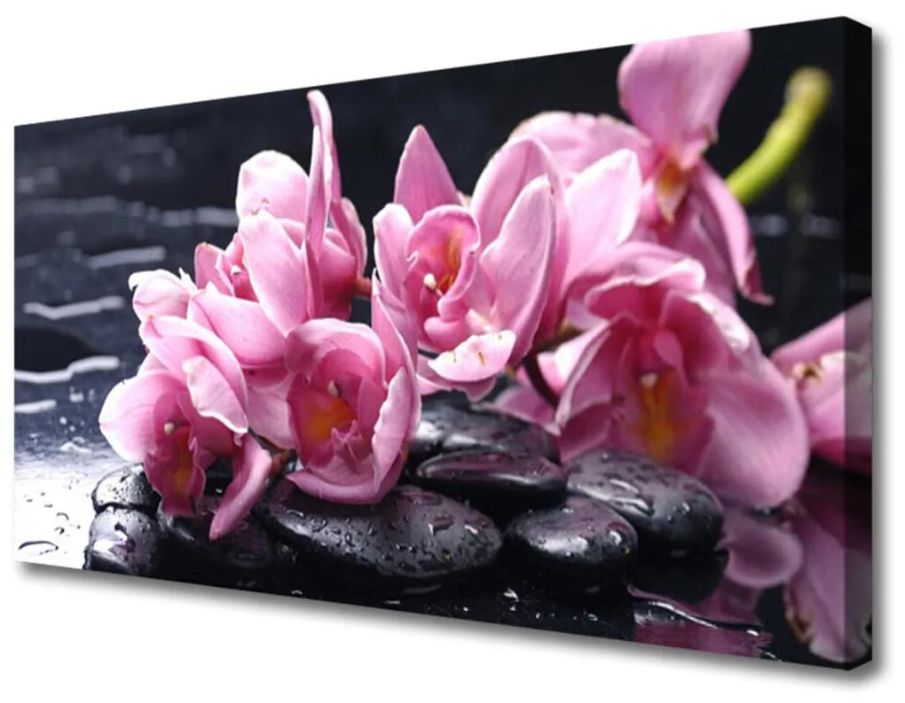 Obraz na plátně Květ Kameny Rostlina