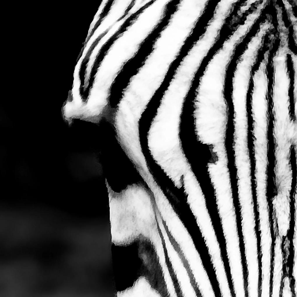 Malvis ® Tapeta Zebra Vel. (šířka x výška): 360 x 260 cm