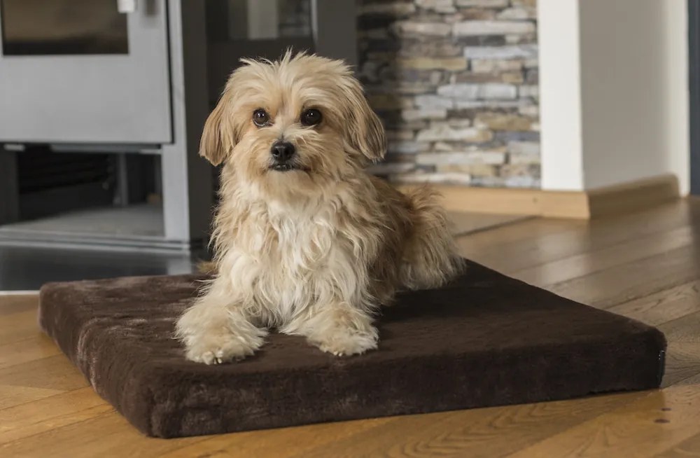 TrendPet Ortopedická matrace pro psy VitaMedog - hnědá VELIKOST: 50 x 35 cm