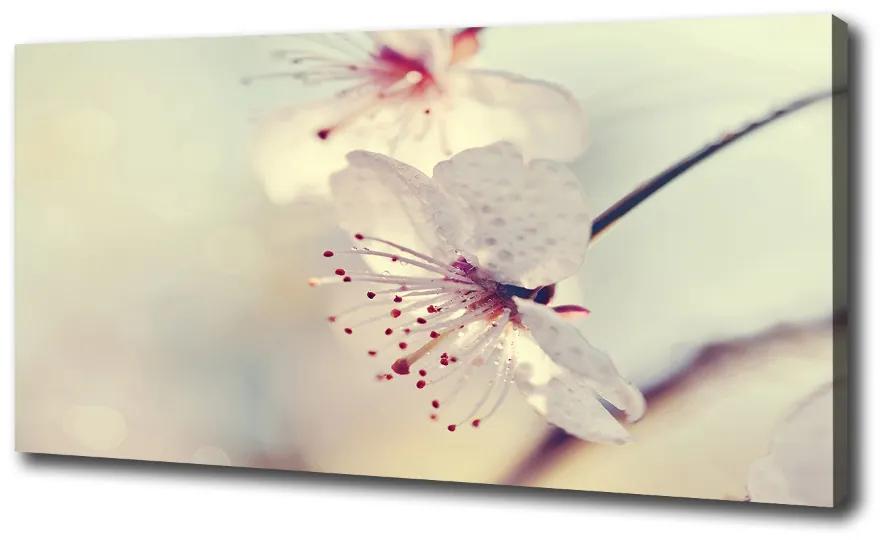 Wallmuralia Foto obraz na plátně do obýváku Květ višně 100x50