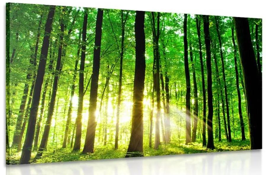 Obraz svěží zelený les Varianta: 120x80