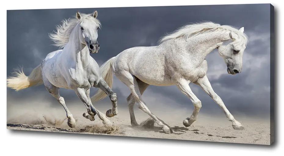 Wallmuralia Foto obraz tištěný na plátně Bílí koně pláž 125x50 cm