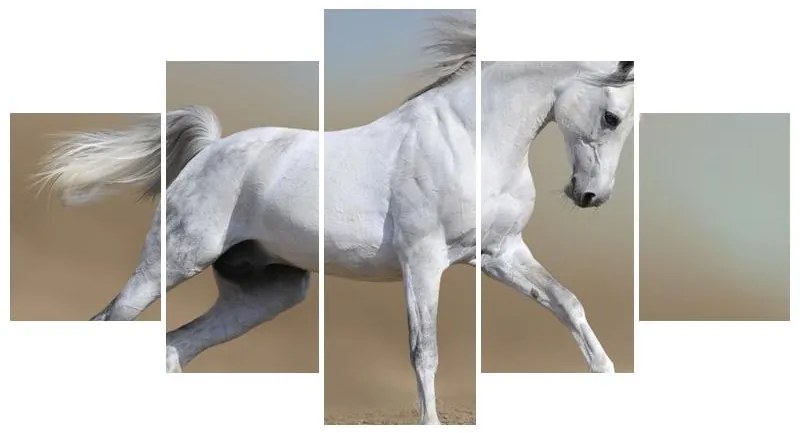 Obraz bílého koně v pohybu  (150x80 cm), 40 dalších rozměrů