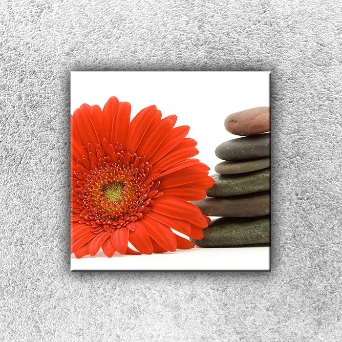 Xdecor Gerbera s kameny 2 (30 x 30 cm) - Jednodílný obraz