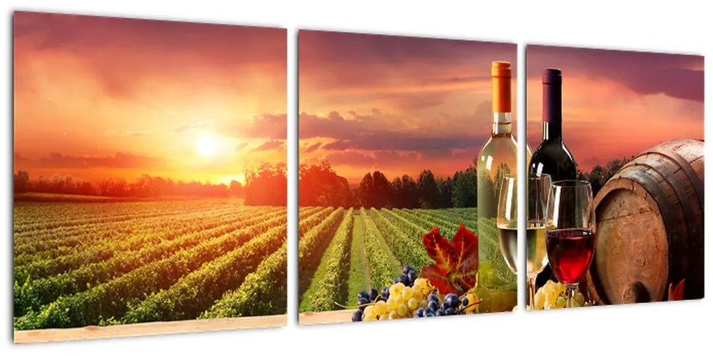 Obraz - víno a vinice při západu slunce