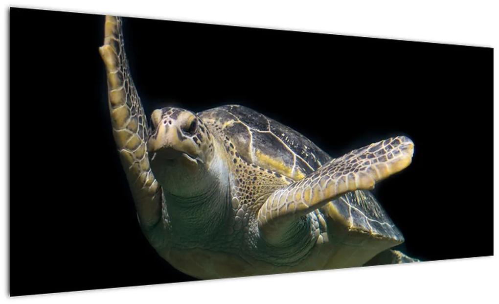Obraz plovoucí želvy (100x40cm)