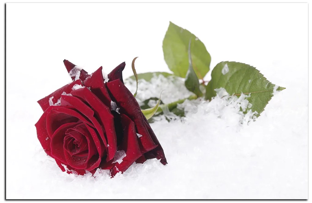 Obraz na plátně -  Růže na sněhu 1103A (60x40 cm)