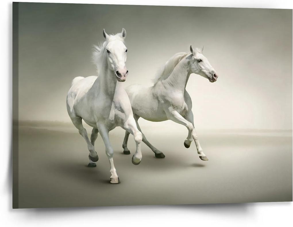 Obraz SABLO - Dva bílí koně 60x40 cm