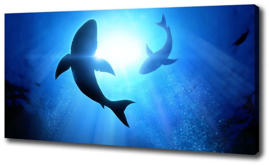 Wallmuralia Foto obraz na plátně Dva žraloci 100x50