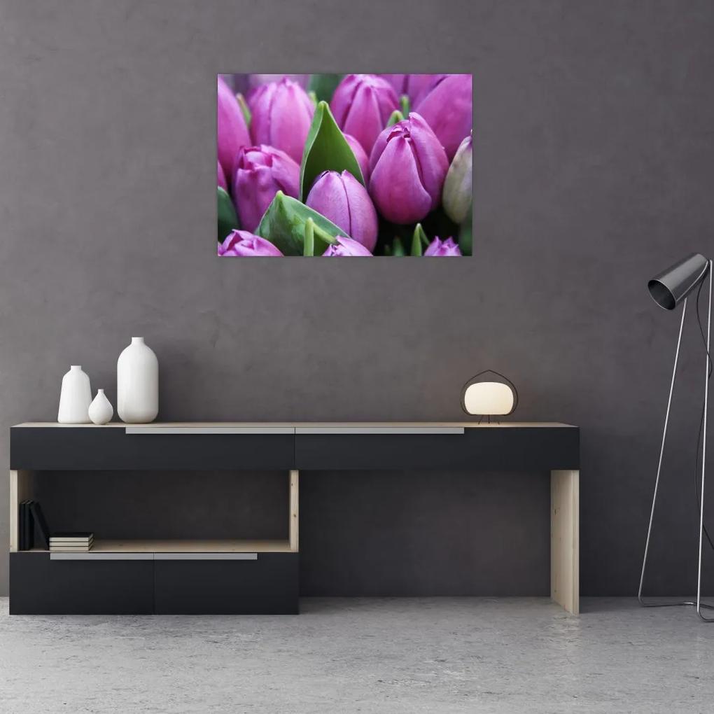 Obraz - květy tulipánů (70x50 cm)