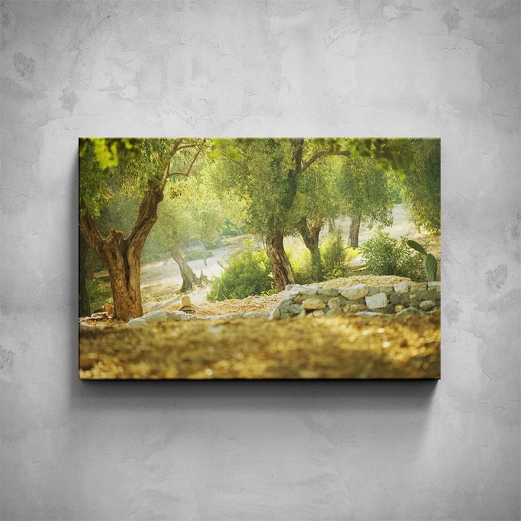 Obraz - Olivovníkové stromy - PopyDesign
