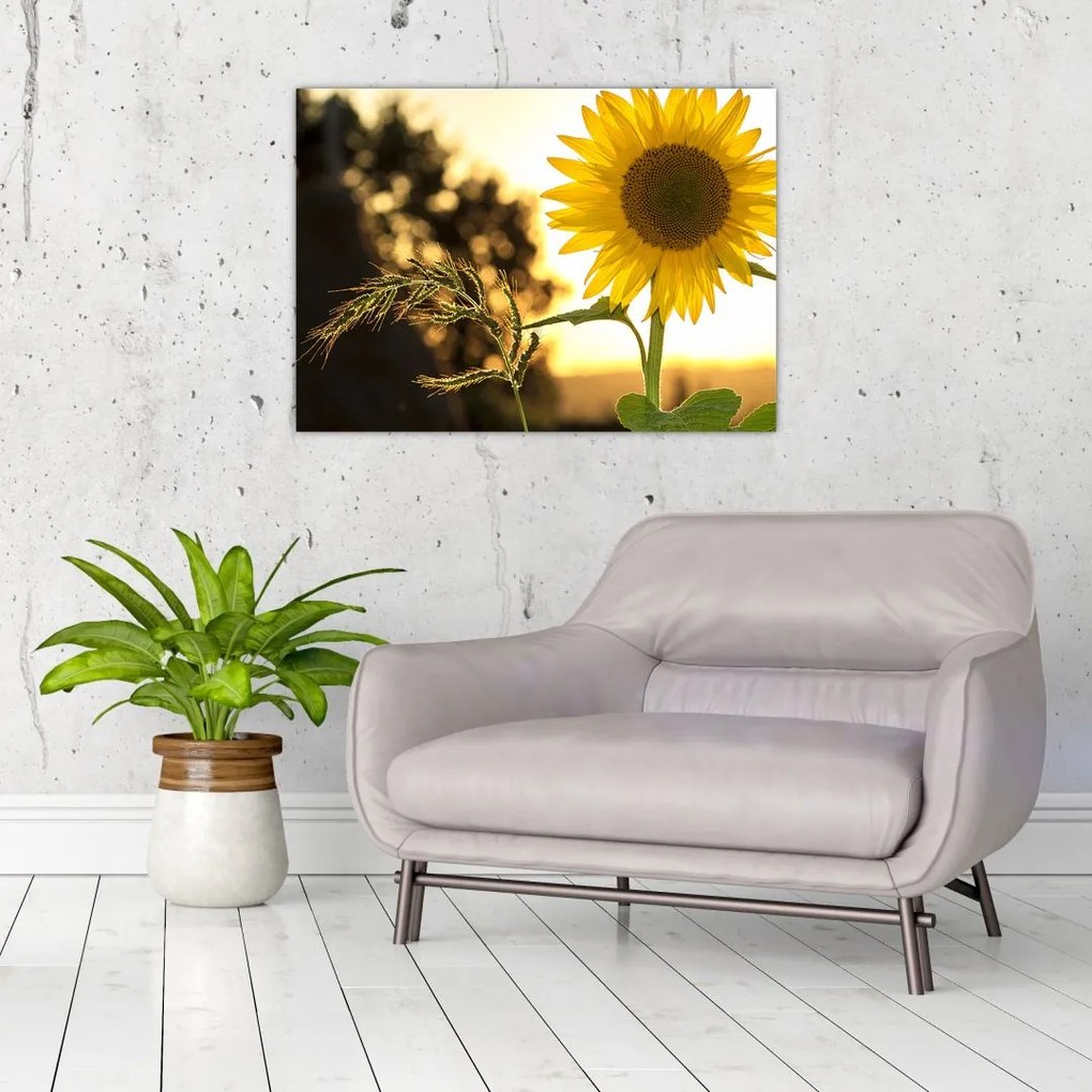 Skleněný obraz slunečnice (70x50 cm)