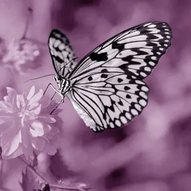 Obraz na skle - Motýl (3)