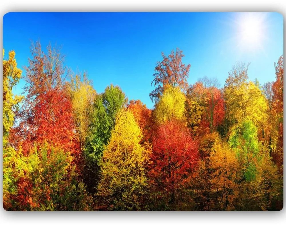 CARO Kovový obraz - Autumn Trees 40x30 cm