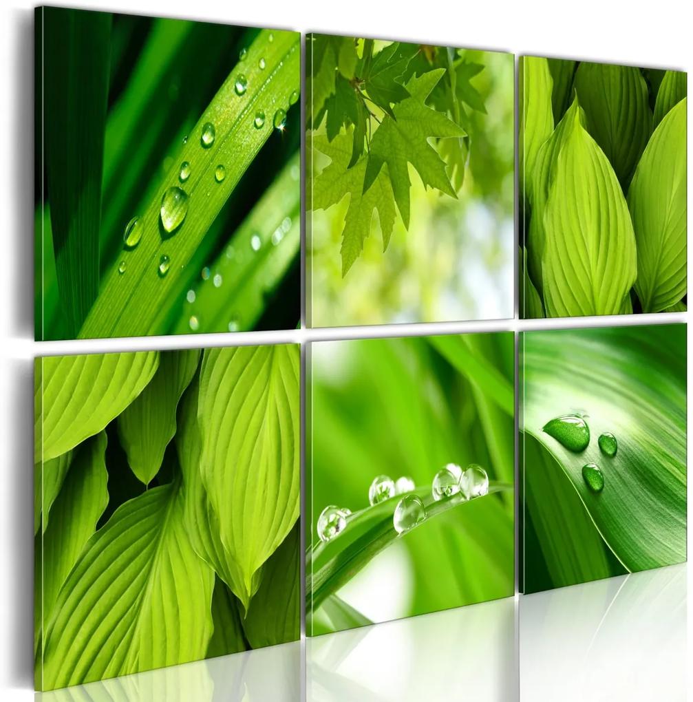 Obraz - Čerstvé zelené listy - 60x40