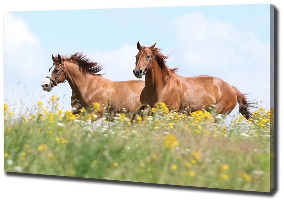 Wallmuralia Foto obraz na plátně Dva koně ve cvalu 100x70 cm