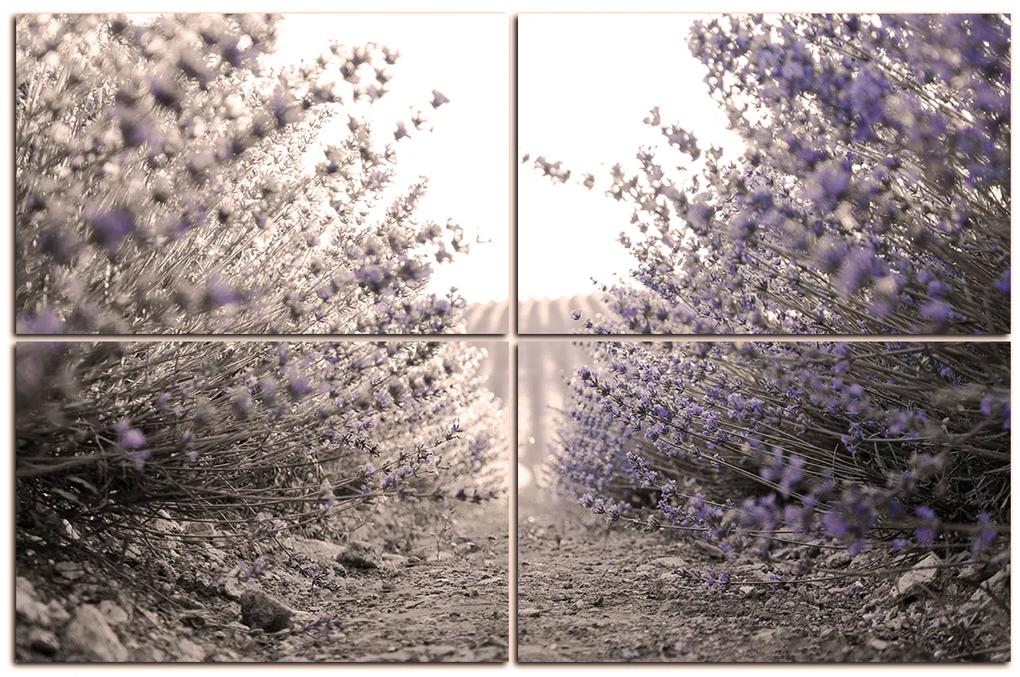 Obraz na plátně - Stezka mezi levanduloví keři 166FD (150x100 cm)