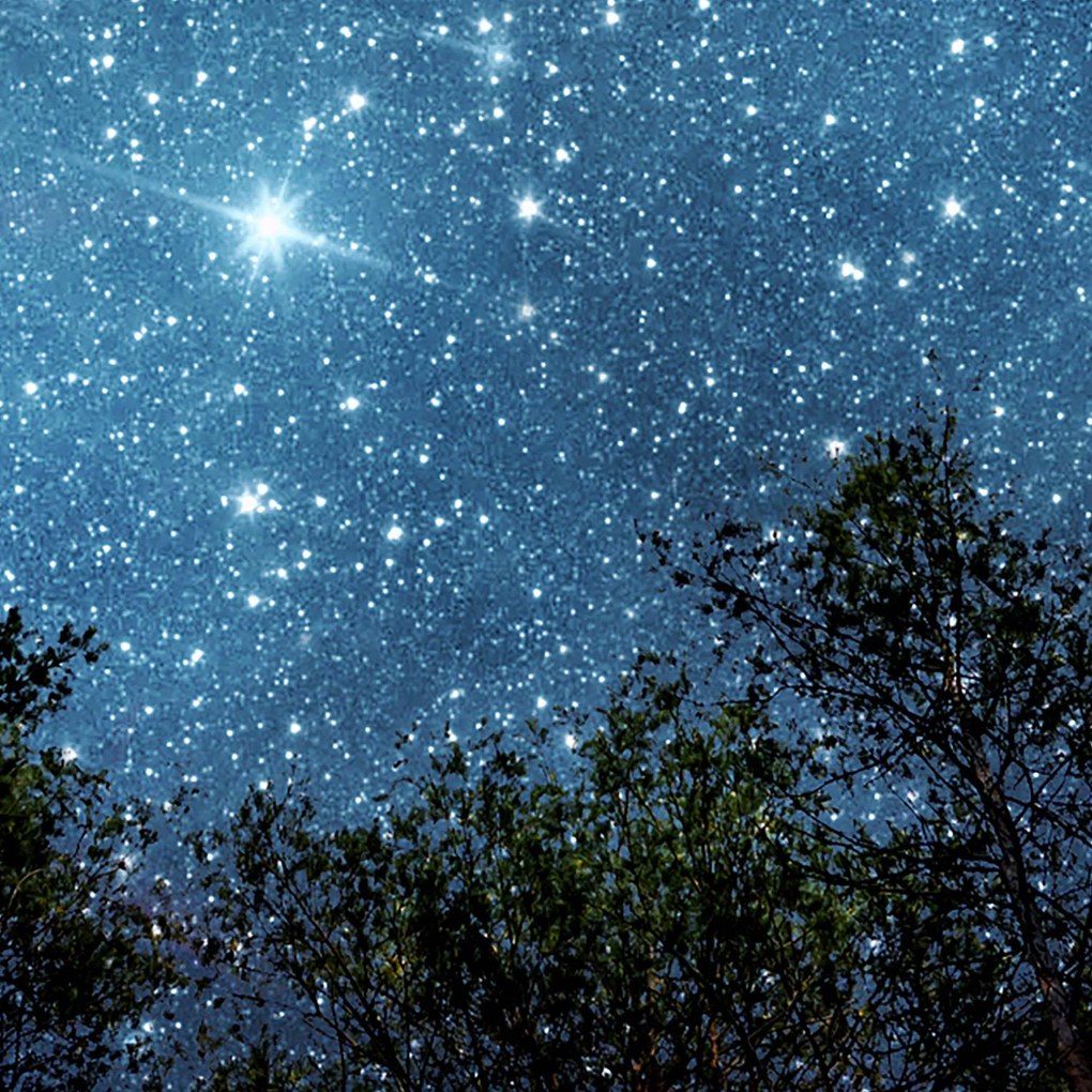 Malvis ® Tapeta Noční obloha v lese Vel. (šířka x výška): 216 x 140 cm
