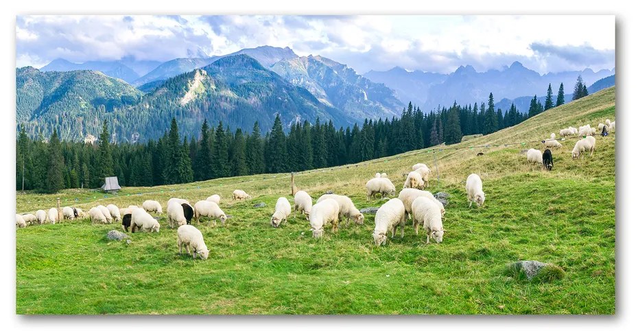 Wallmuralia Foto obraz akrylové sklo Ovce v Tatrách 140x70 cm