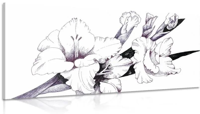 Obraz ilustrace kvetoucího mečíků Varianta: 100x50