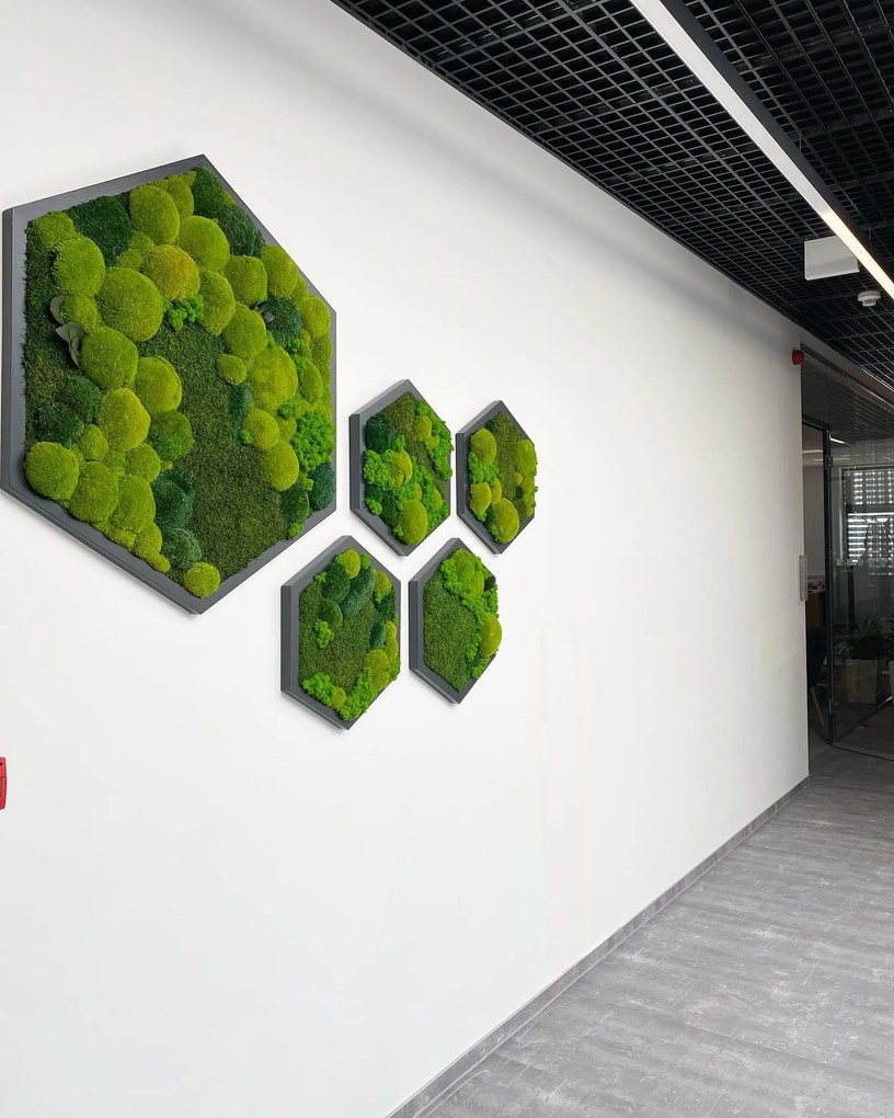 WOODILO Sada mechových obrazů | hexagon | kombinace kopečkového, plochého a sobího mechu Barva rámu: Přírodní (světlé dřevo)