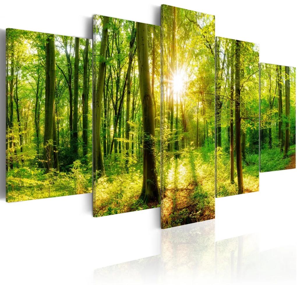 Pětidílný obraz kouzlo lesa + háčky a hřebíčky ZDARMA Velikost (šířka x výška): 200x100 cm