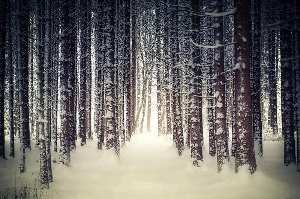 Samolepící fototapeta les zahalený sněhem - 300x200 cm