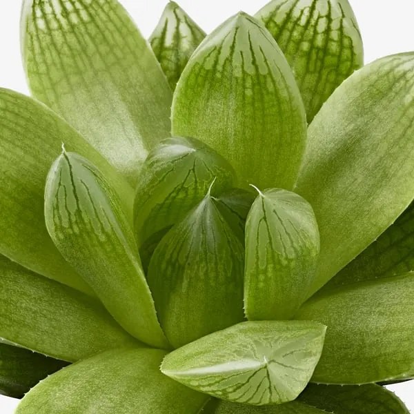 SUCCULENT Rostlina, různé druhy/Sukulent, 9 cm