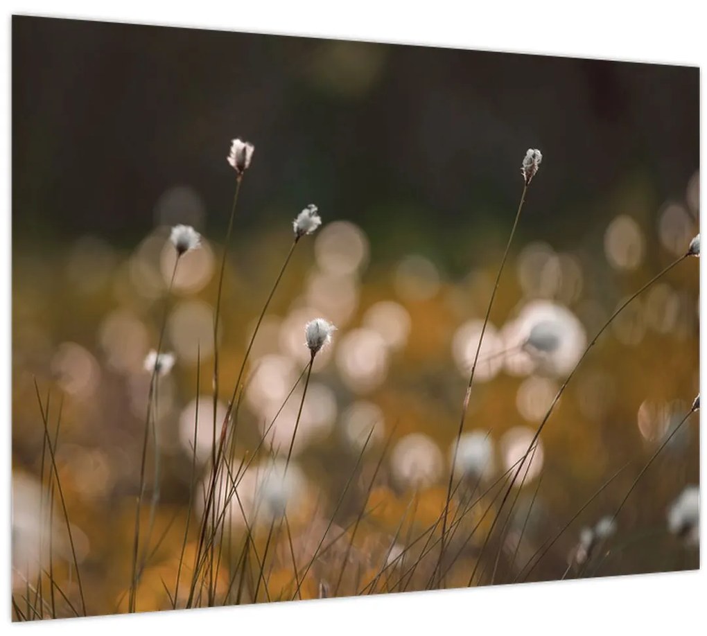 Obraz - Louka s cottongrass N⁰2 (70x50 cm)