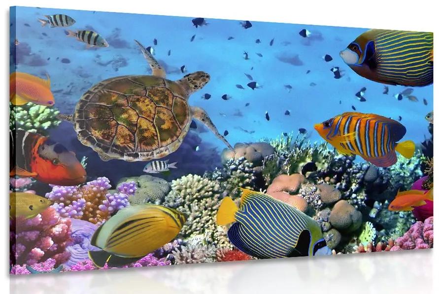 Obraz podmořský svět Varianta: 60x40