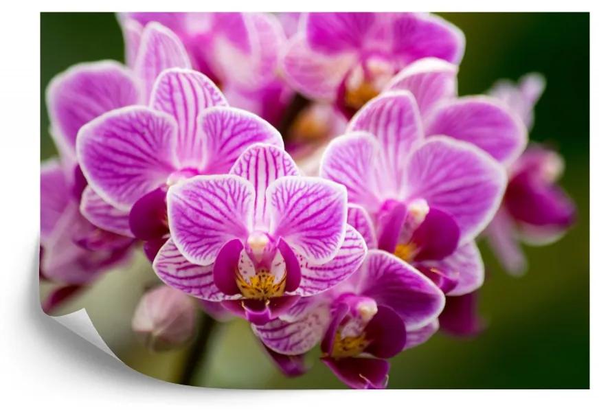 Fototapeta Kytice Orchidejí Omyvatelný vlies 104x70.5