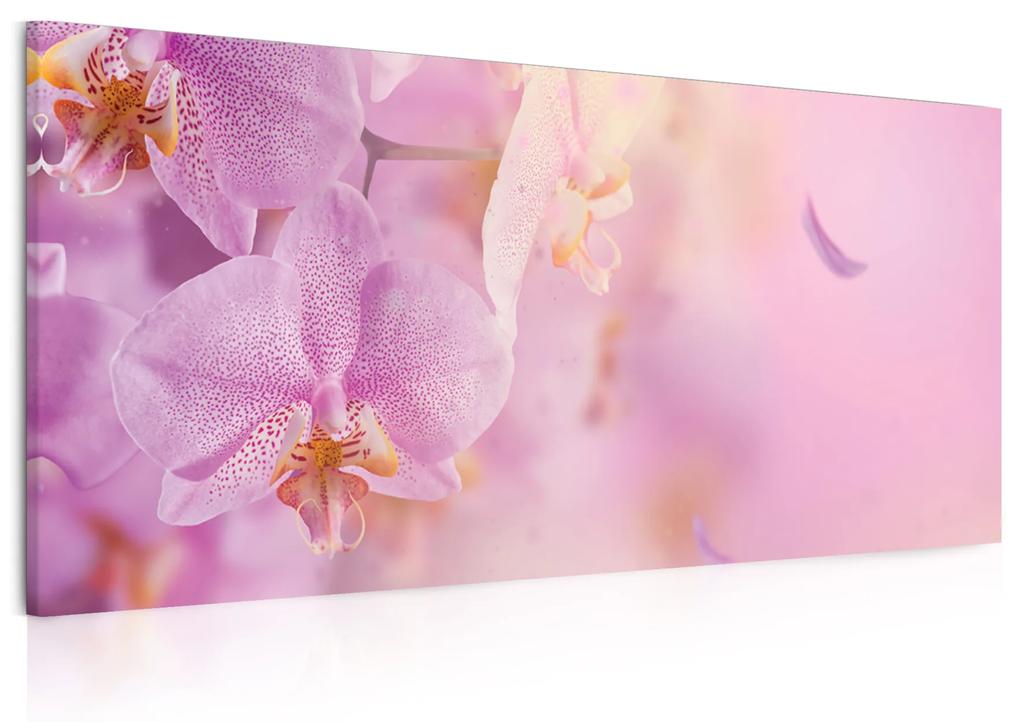 Malvis ® Obraz rozkvetlá orchidej ROZMĚR (šířka x výška): čtyřdílný čtverec 80x80 cm