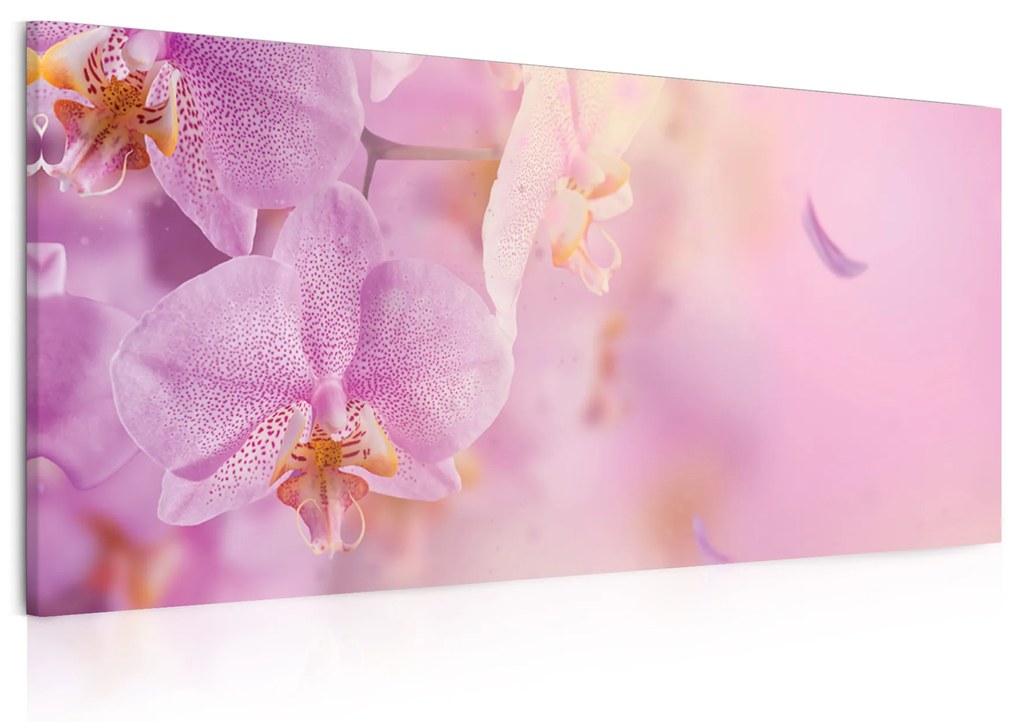 Malvis ® Obraz rozkvetlá orchidej ROZMĚR (šířka x výška): jednodílný obdélník 60x40 cm