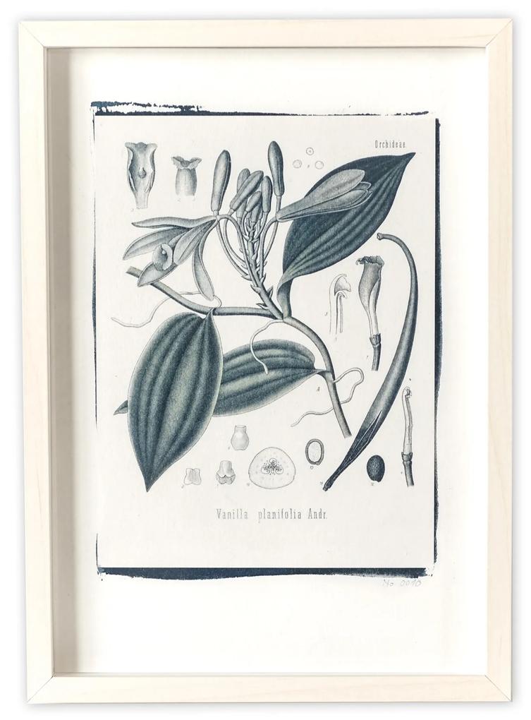 Botanická fotografie na zeď - Vanilka - 21 x 30 cm (A4) / s rámem