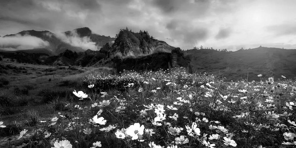 Obraz louka kvetoucích květin v černobílém provedení Varianta: 100x50