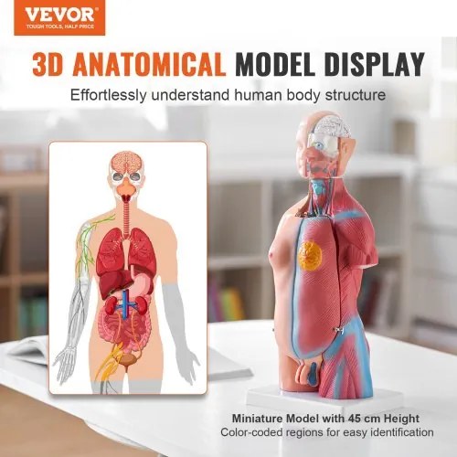 Model lidského těla, 23 částí, 45,7 cm