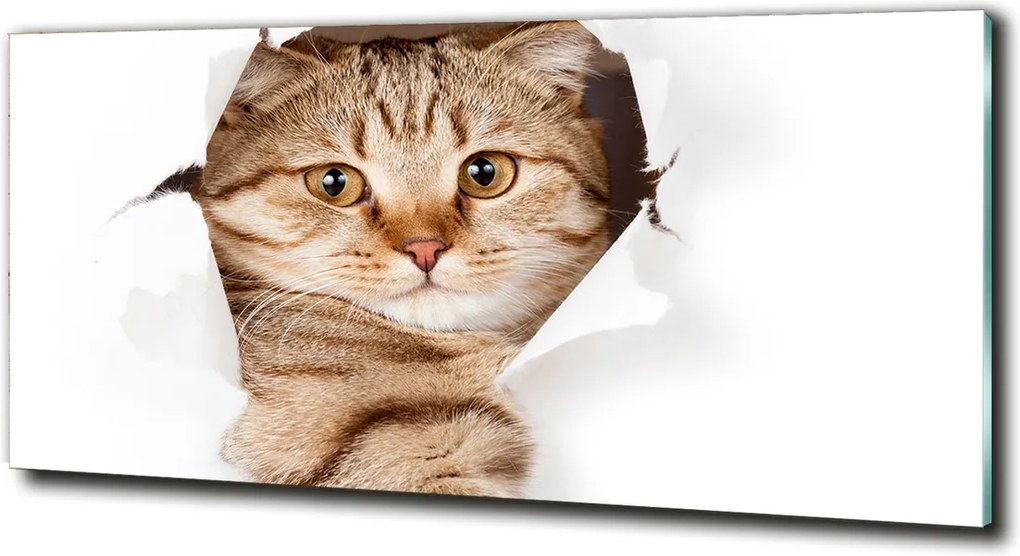 Foto obraz fotografie na skle Kočka