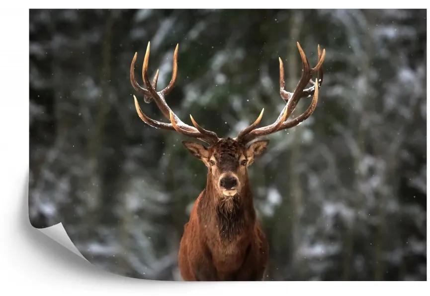 Fototapeta Deer In The Forest Strukturální vinyl 135x90
