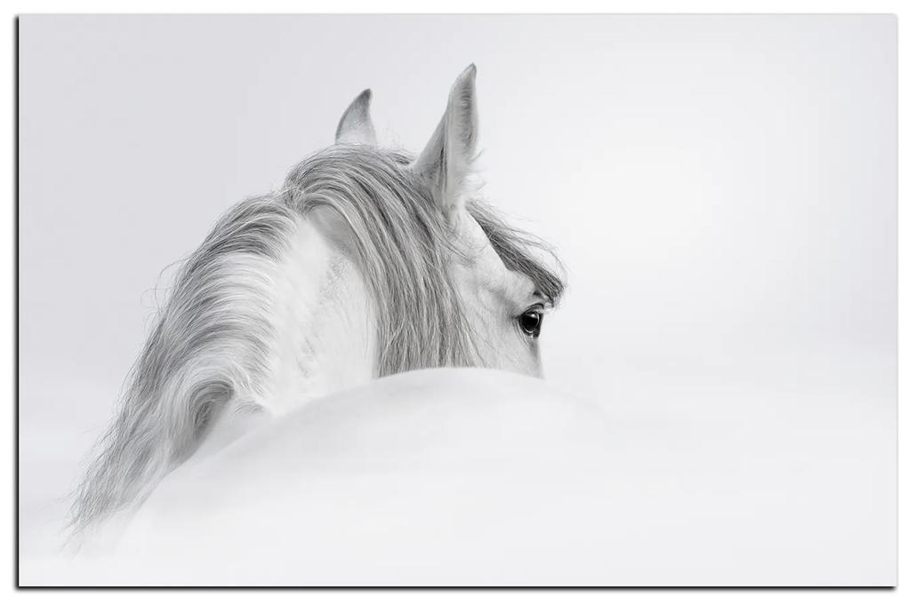 Obraz na plátně - Andaluský kůň v mlze 1219A (100x70 cm)