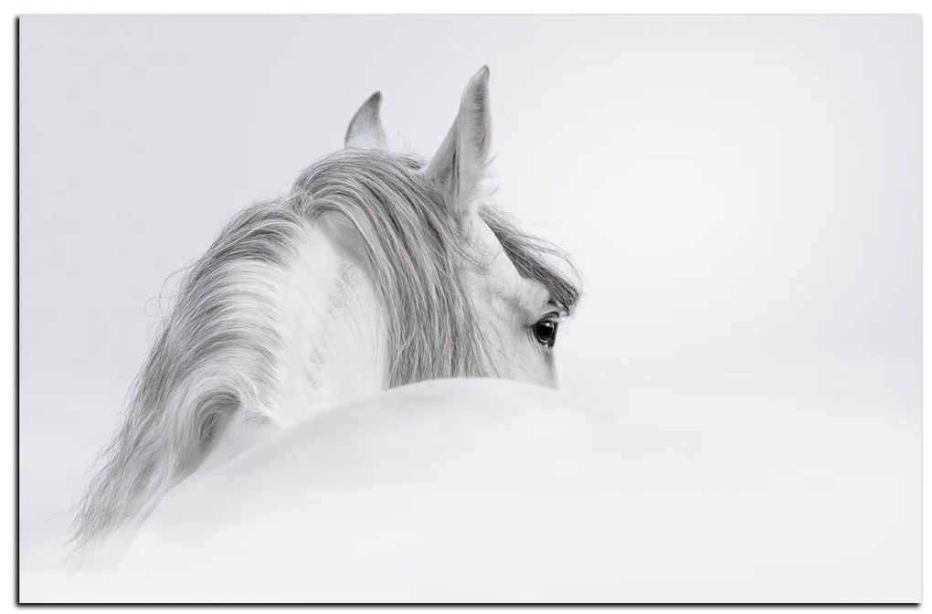 Obraz na plátně - Andaluský kůň v mlze 1219A (90x60 cm  )