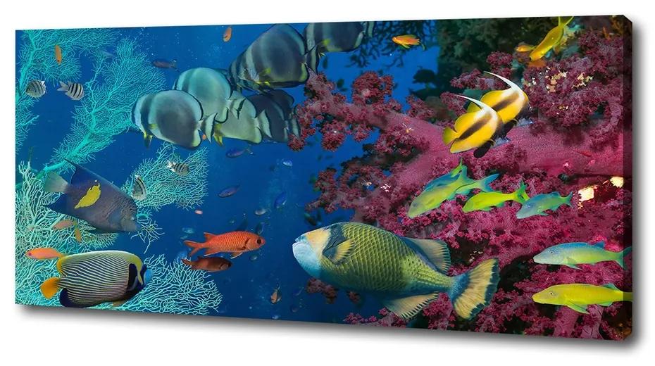 Wallmuralia Foto obraz na plátně Korálový útes 125x50 cm