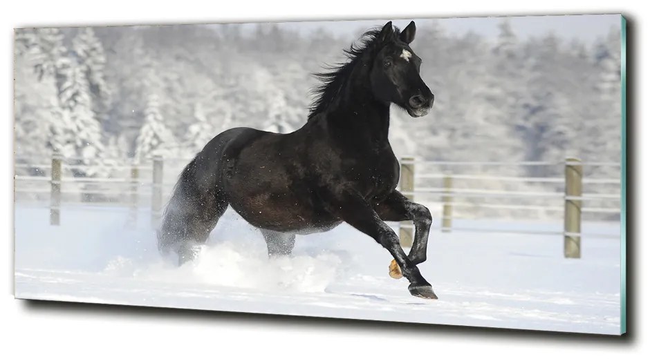Wallmuralia Foto obraz sklo tvrzené Kůň ve cvalu sníh 125x50 cm